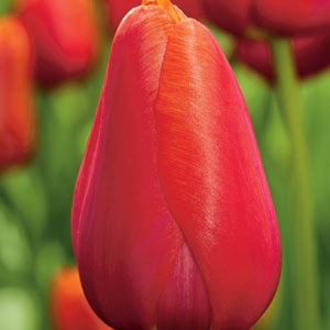 Tulip Single Late Mixed - Garden Express