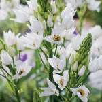 Chincherinchee - Garden Express