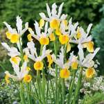 Dutch Iris Apollo - Garden Express