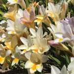 Freesia Refracta Mixed - Garden Express