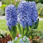 Hyacinth Delft Blue - Garden Express
