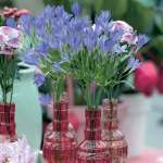 Queen Fabiola - Garden Express