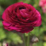 Ranunculi Burgundy - Garden Express