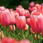 Tulip Menton - Garden Express
