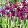 Tulip Saigon - Garden Express