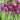 Tulip Saigon - Garden Express