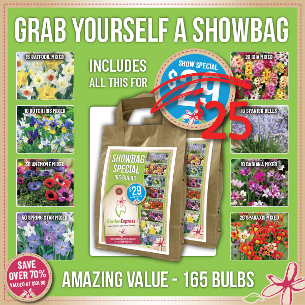 Spring Bulb Collections - Garden Express - Online Nursery