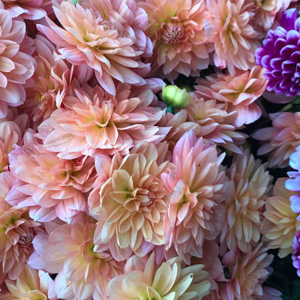 DAHLIA GOLDEN LEADER - Garden Express