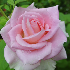 HYBRID TEA ROSE - FIRST LOVE - Garden Express