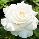 Rose Pascali - Garden Express