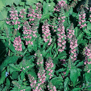 AJUGA PINK ELF - Garden Express