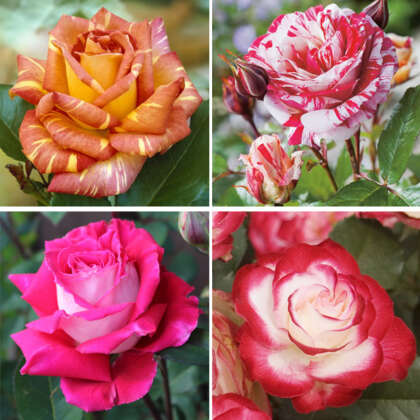 Roses - Garden Express - Australia's Largest Online Nursery