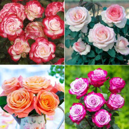 Roses - Garden Express - Australia's Largest Online Nursery