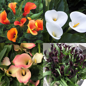 CALLA LILY COLLECTION 4 tubers - Garden Express