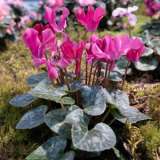 VIOLA ROZINA - Garden Express