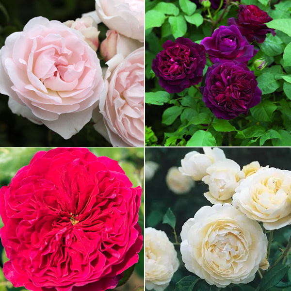Rose Collections - Garden Express