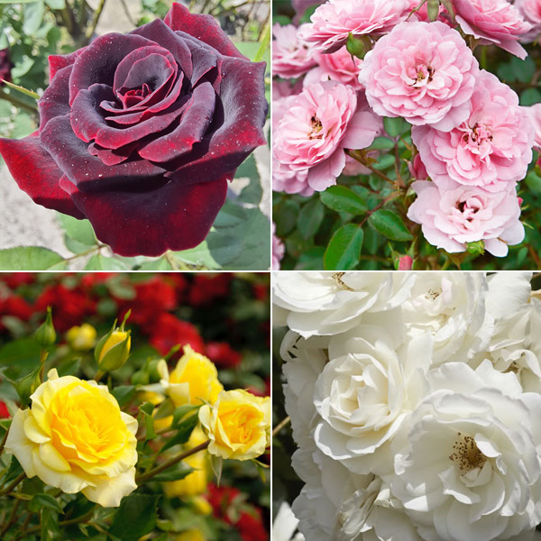 Rose Collections - Garden Express