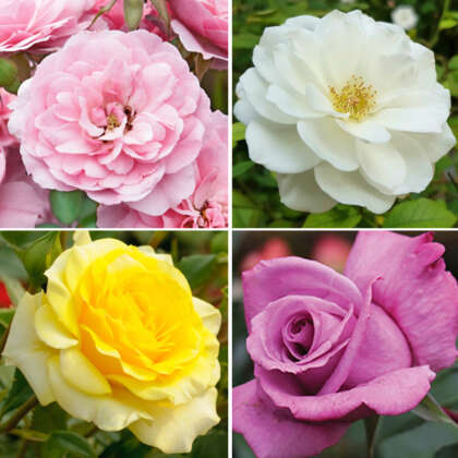Roses - Garden Express - Australia's Largest Online Nursery