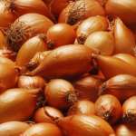Golden Shallots - Garden Express