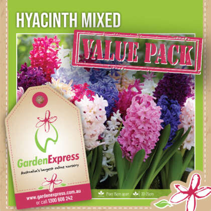 Hyacinth Mixed 10 Pack - Garden Express
