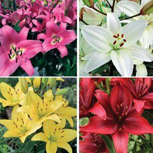 LILIUM LA HYBRID COLLECTION - Garden Express