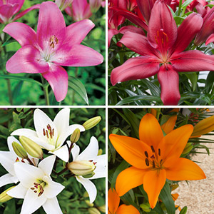 Lilium La Hybrid Collection - Garden Express