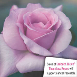 Smooth Touch Thornless Roses - Garden Express - Online Nursery