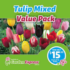 Bulbs - Garden Express - Australia's Largest Online Nursery