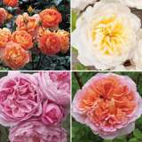 David Austin Roses - Garden Express