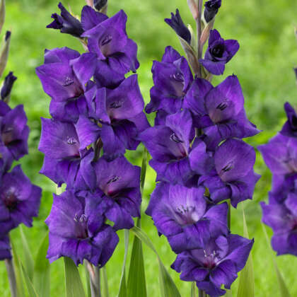Bulbs - Garden Express - Australia's Largest Online Nursery