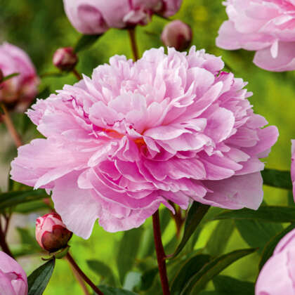 Peony Roses - Garden Express - Australia's Largest Online Nursery