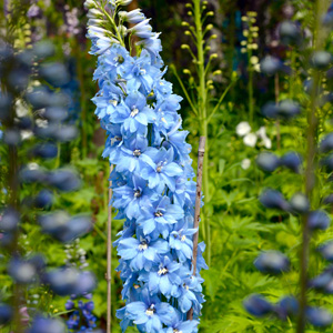 Light Blue Delphinium