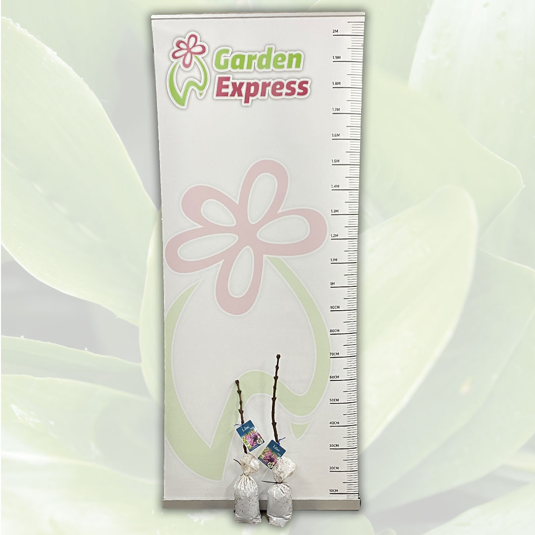 Lilac Congo - Garden Express