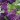 Lilac Congo - Garden Express