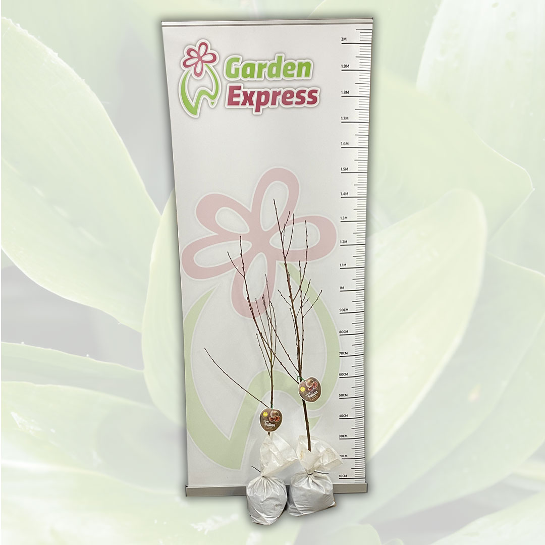 Dwarf Peach Indian (Blackboy) - Garden Express