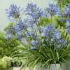 Agapanthus Dwarf Baby Blue - Garden Express