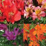 Alstroemeria Archives - Garden Express