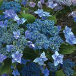 Hydrangea Plants (Hortensia) - Garden Express Online Nursery
