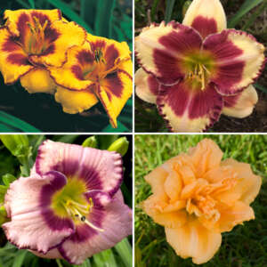 What To Plant In Spring - Garden Express - Online Nursery