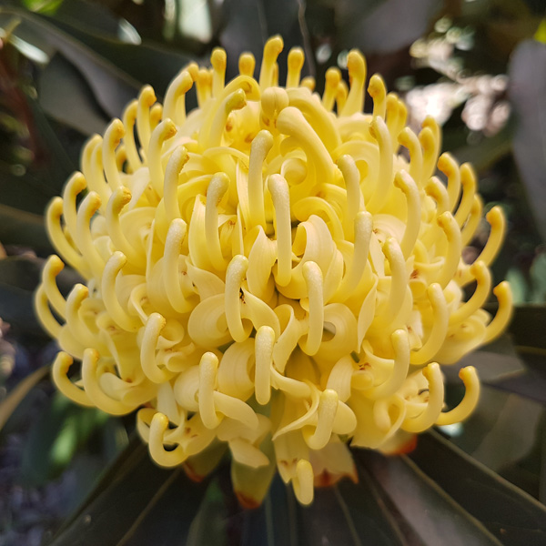 Protea Australis Ruby - Garden Express