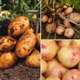 Certified Seed Potatoes - Garden Express
