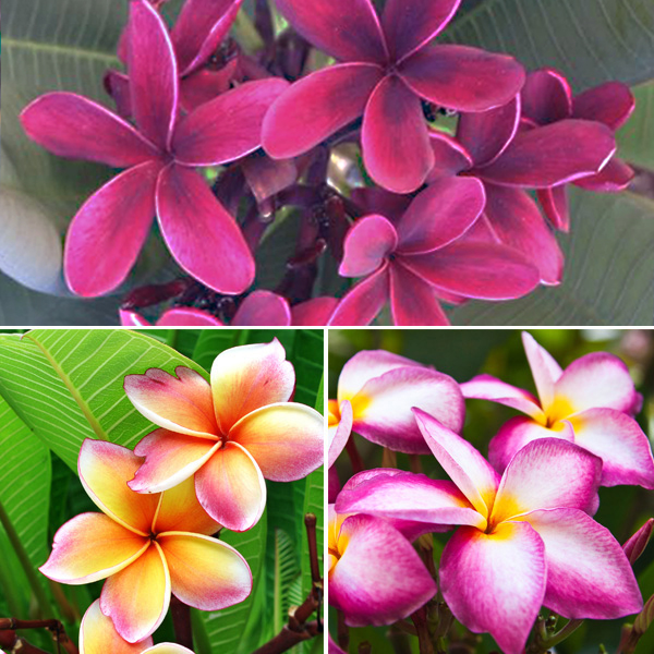 Frangipani Darwin Blood - Garden Express