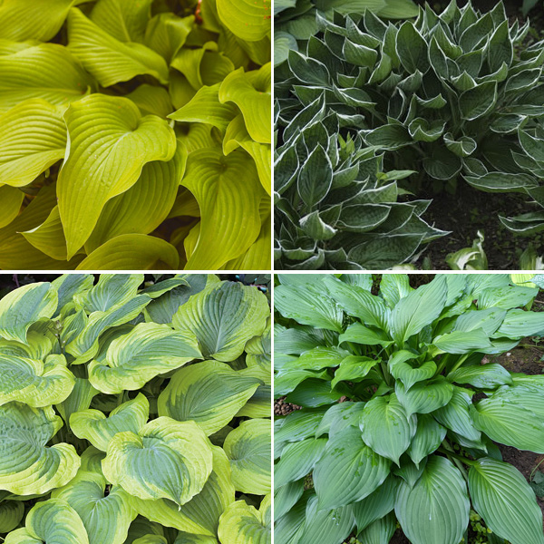 Hosta Collection - Garden Express
