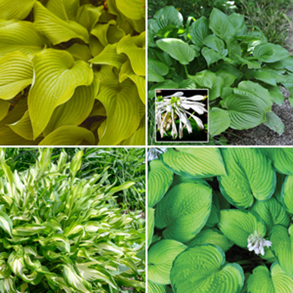 Hosta Pandoras Box - Garden Express