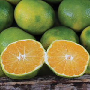 MANDARIN LIME - (Citrus x Limon) - Garden Express