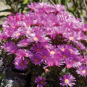 PIG FACE HOT PINK - Garden Express