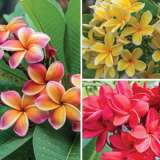 FRANGIPANI TRI-COLOUR 120mm - Garden Express
