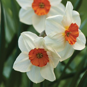 DAFFODIL RED ROCKET - Garden Express