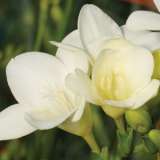 FREESIA GIANT MIXED - Garden Express