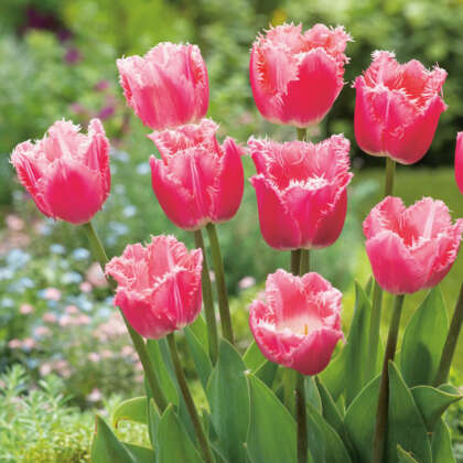 Bulbs - Garden Express - Australia's Largest Online Nursery